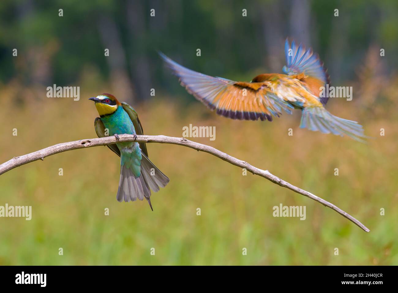 Bee-eater spreading wings Stock Photo - Alamy