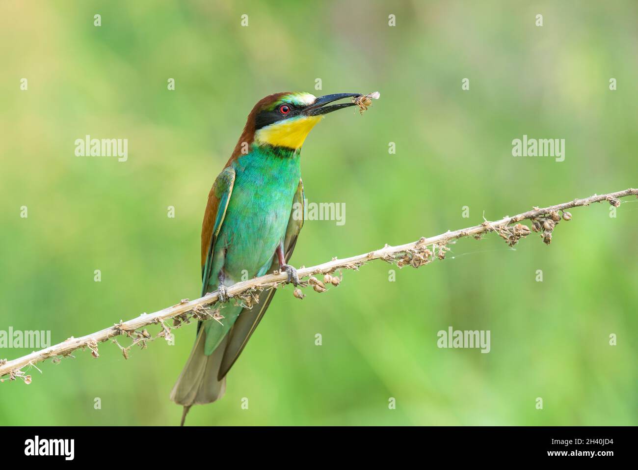 Bee-eater eating an insect Stock Photo - Alamy