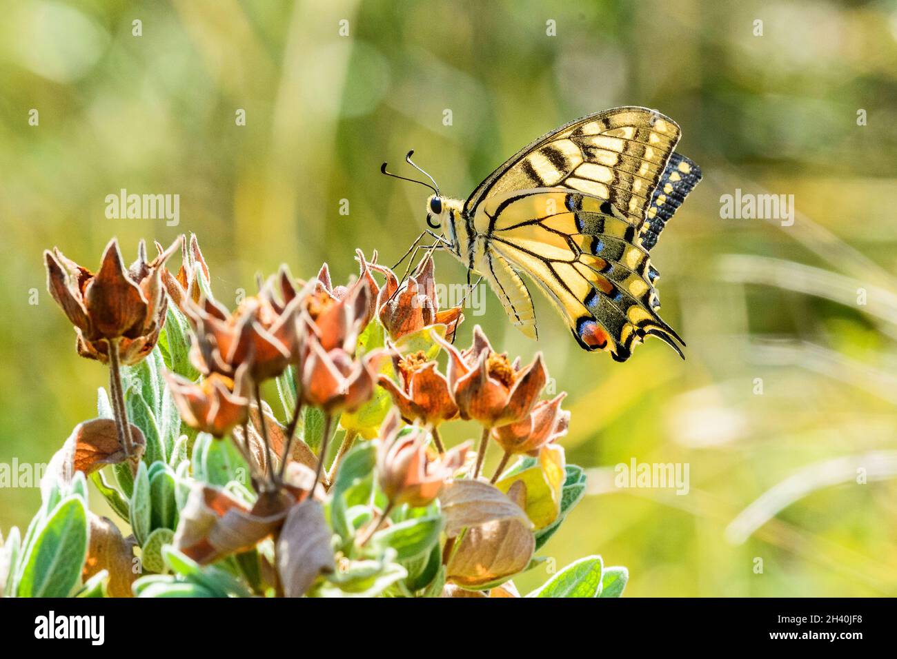 The yellow swallowtail hi-res stock photography and images - Alamy