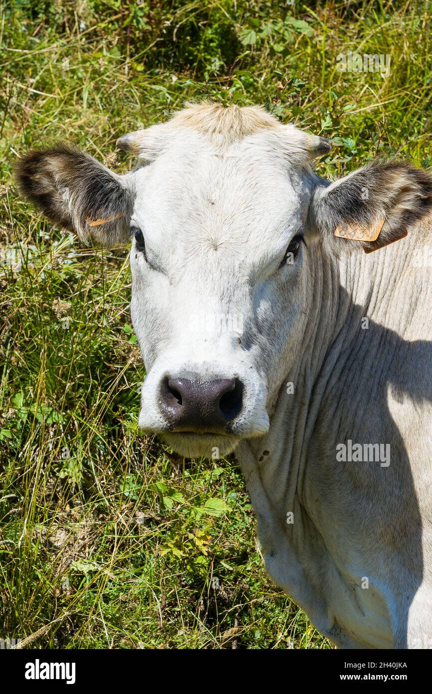 Portrait cow hi-res stock photography and images - Alamy