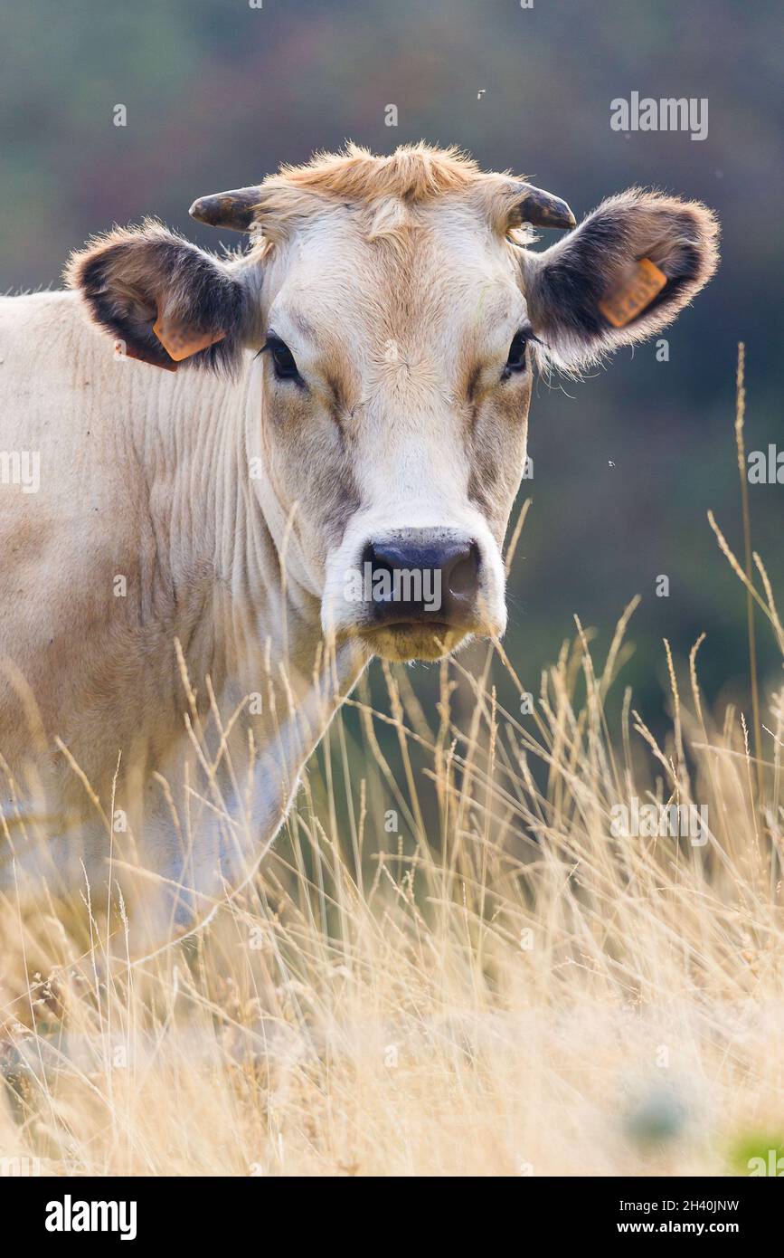 Portrait of a cow hi-res stock photography and images - Alamy