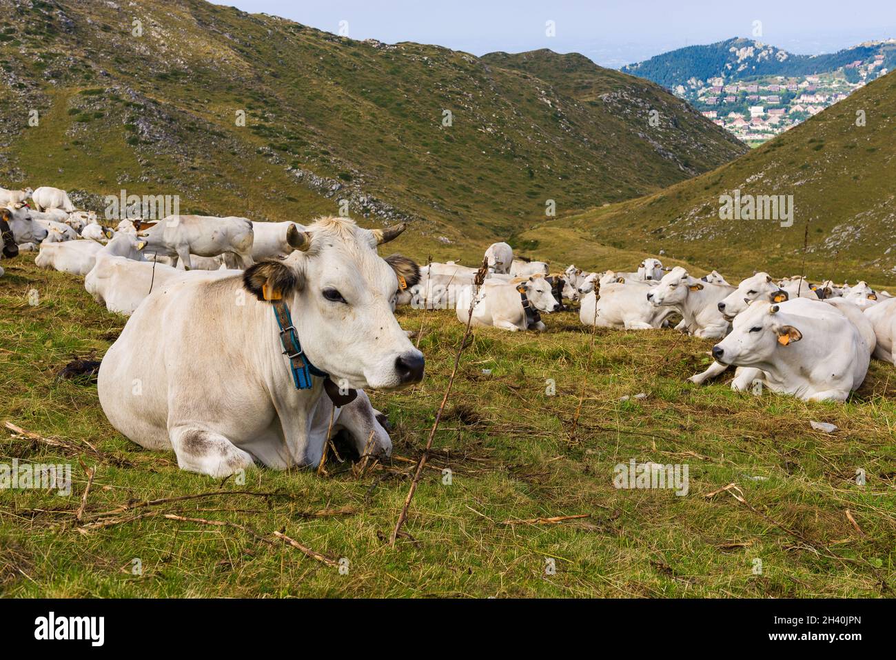 Her cattle and her fields hi-res stock photography and images - Alamy