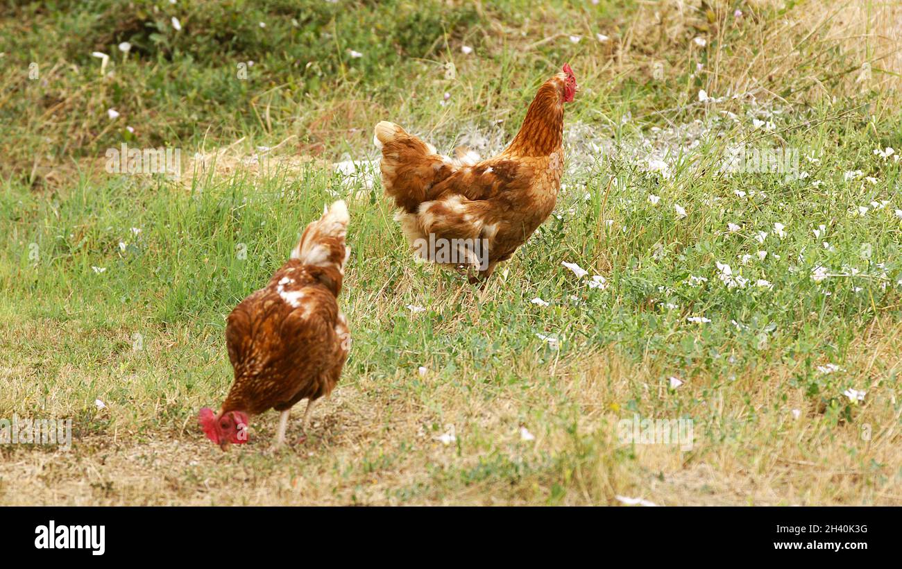 Farm chickens spain hi-res stock photography and images - Alamy