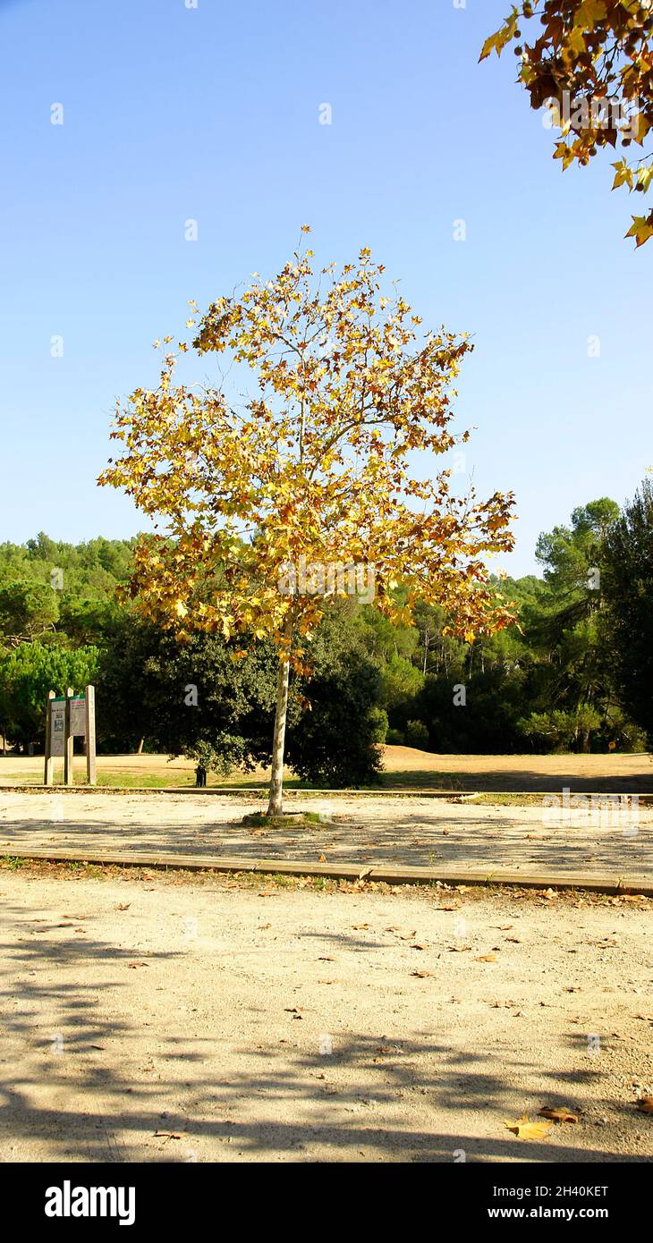 Sycamore fruit hi-res stock photography and images - Alamy