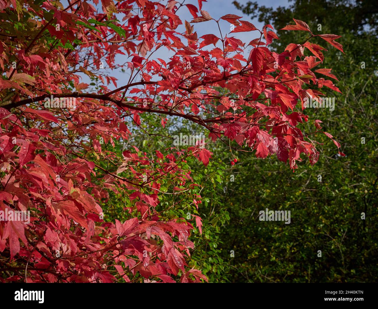 A Red leaves on a tree in the forest Stock Photo - Alamy