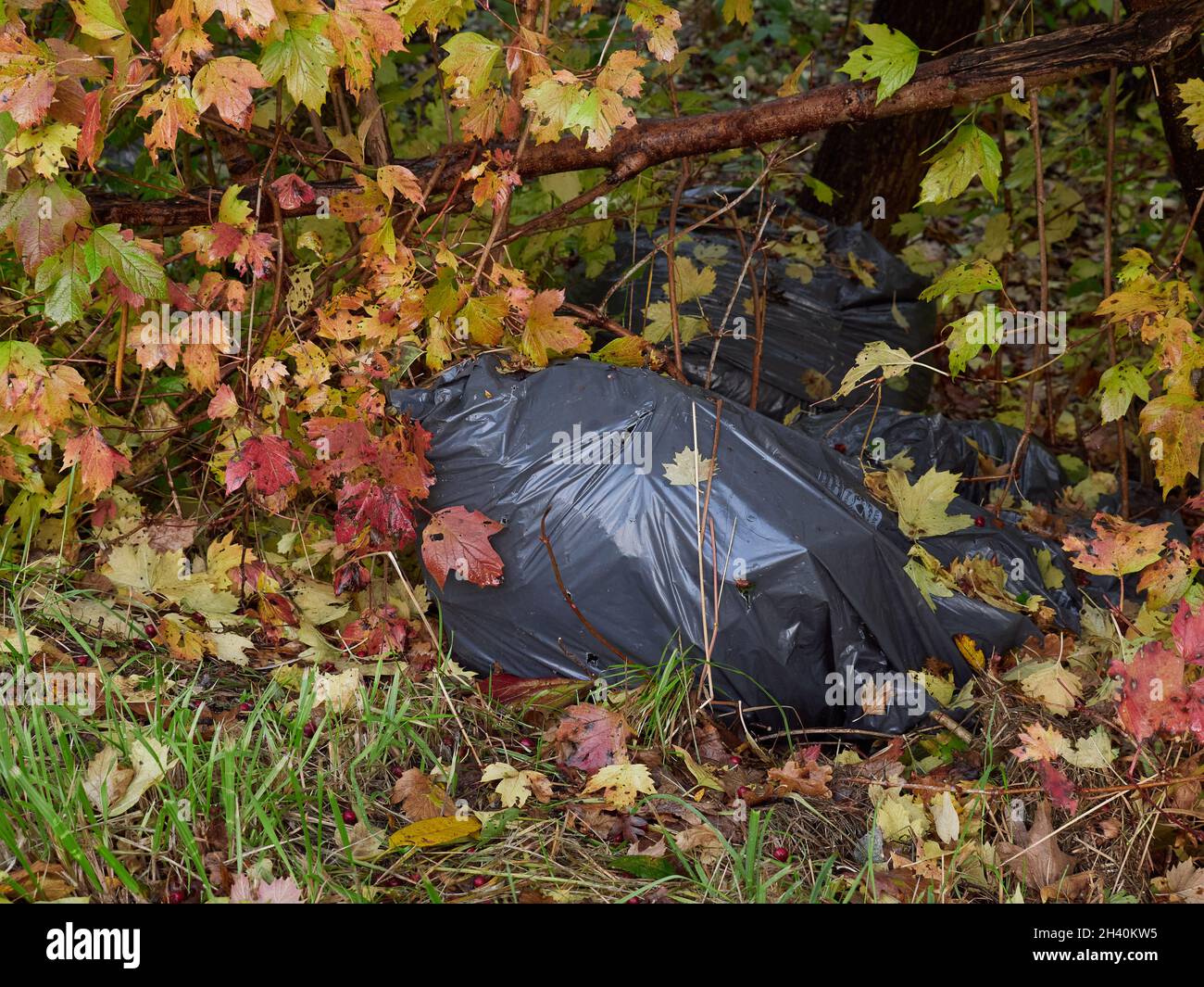 Pollution in the forest with a plastic bags Stock Photo - Alamy