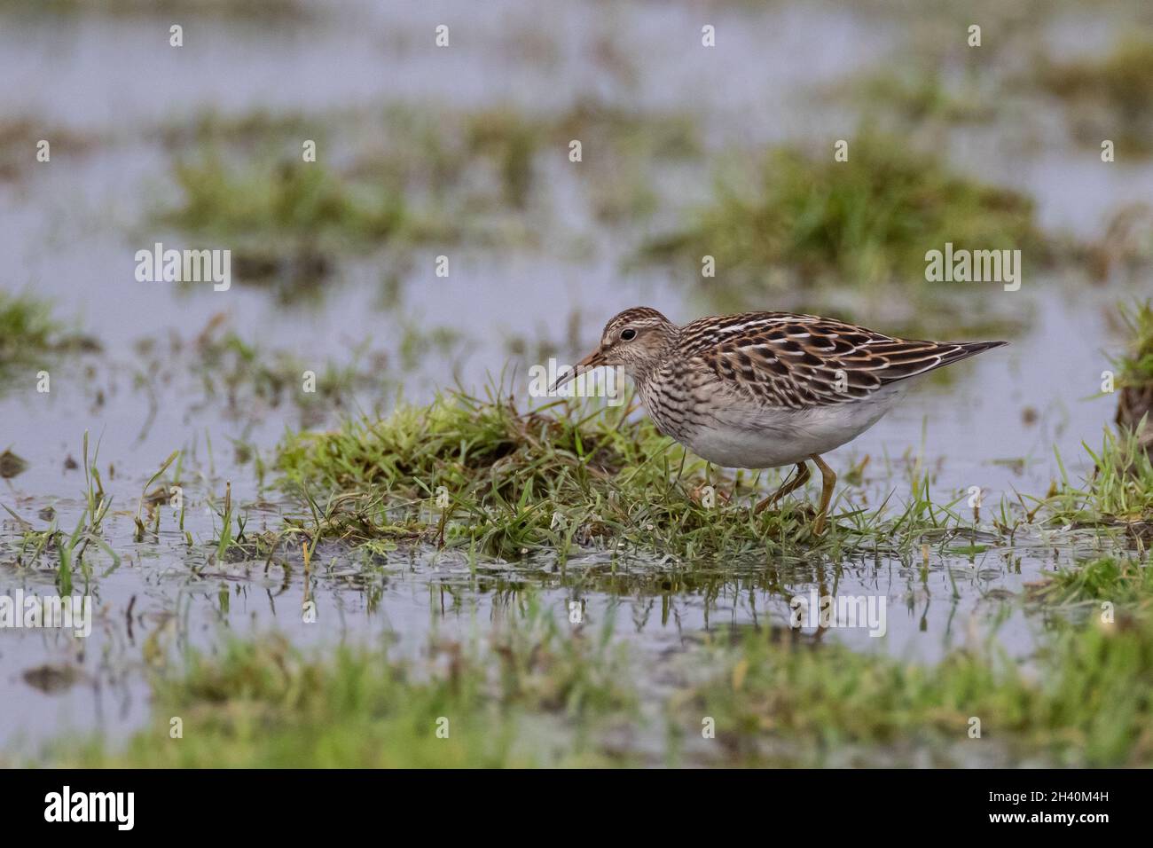 Pectoral Sandpiper (juvenile) Port Meadow, Oxford, UK Stock Photo - Alamy