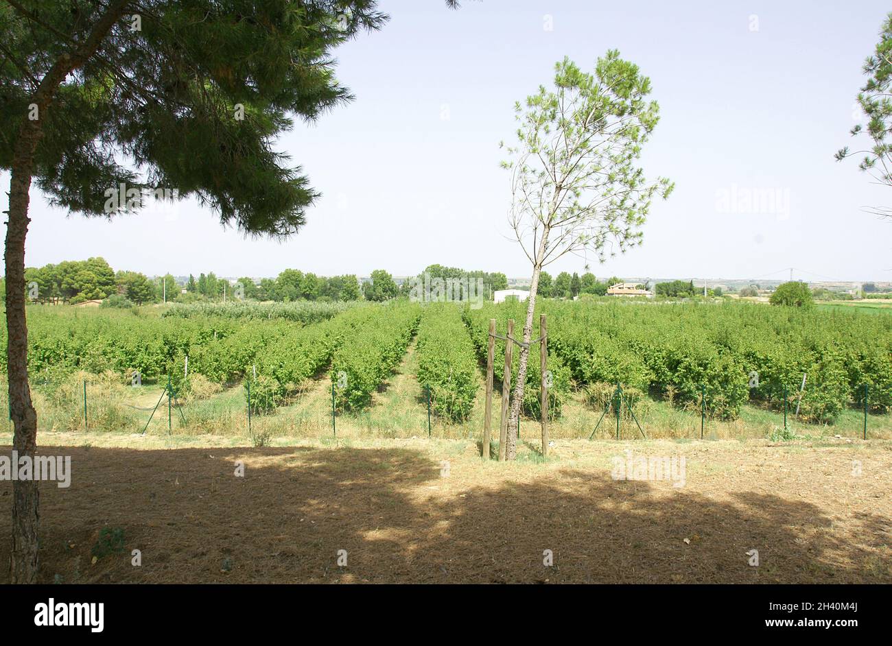 Tree plantation in the province of Aragon, Spain, Europe Stock Photo ...