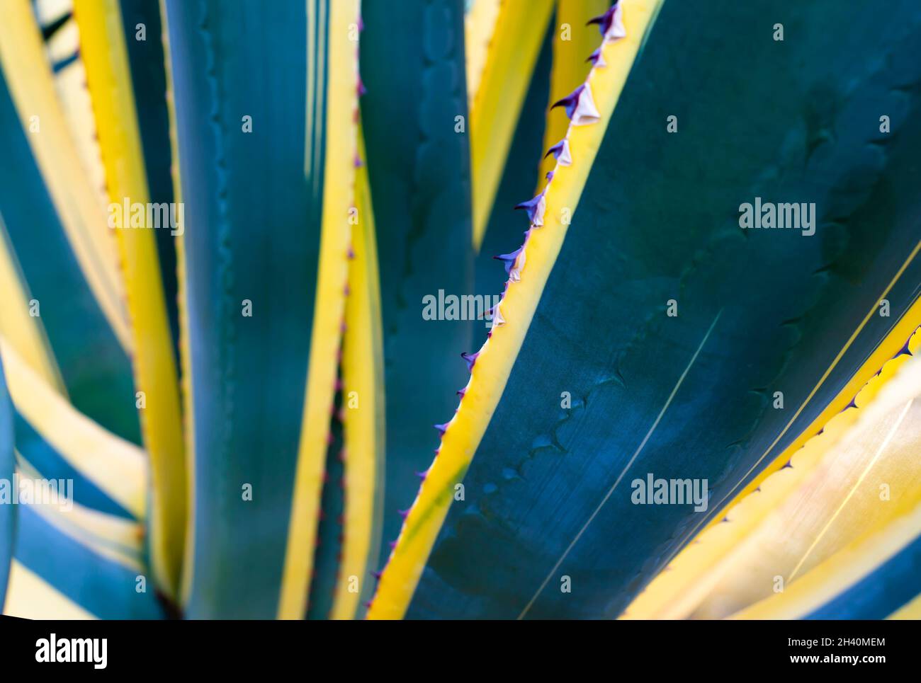Agave leaves hi-res stock photography and images - Alamy