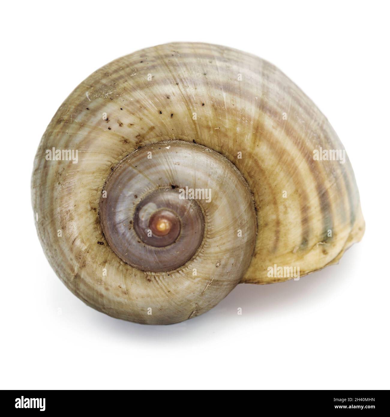 Europes largest snail. Her empty shell on white background Stock Photo ...
