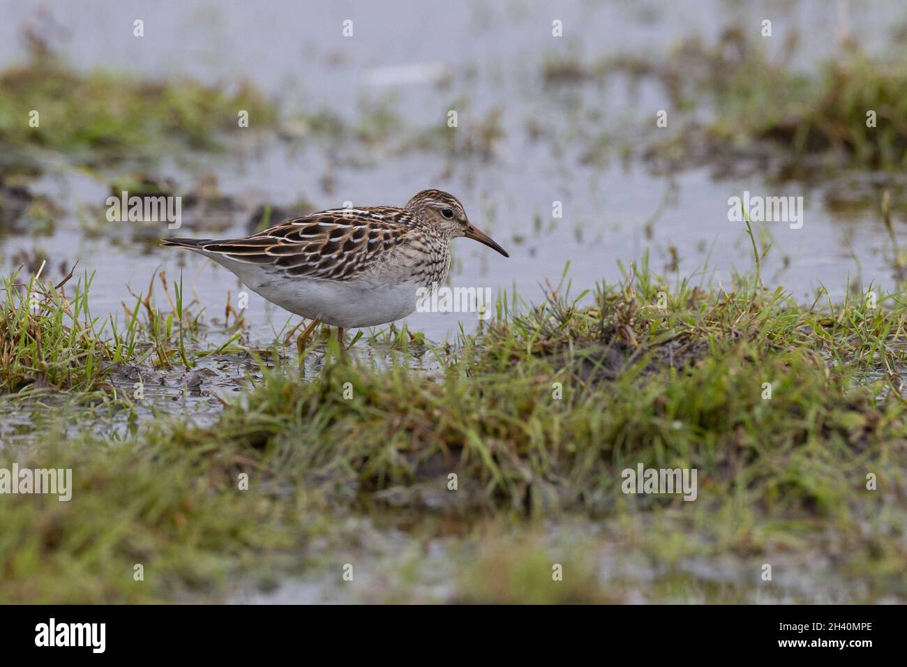 Pectoral sandpiper juvenile hi-res stock photography and images - Alamy