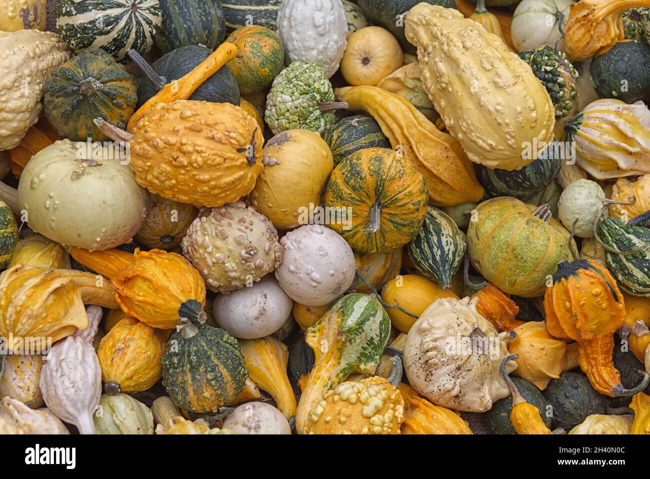 British gourds hi-res stock photography and images - Alamy