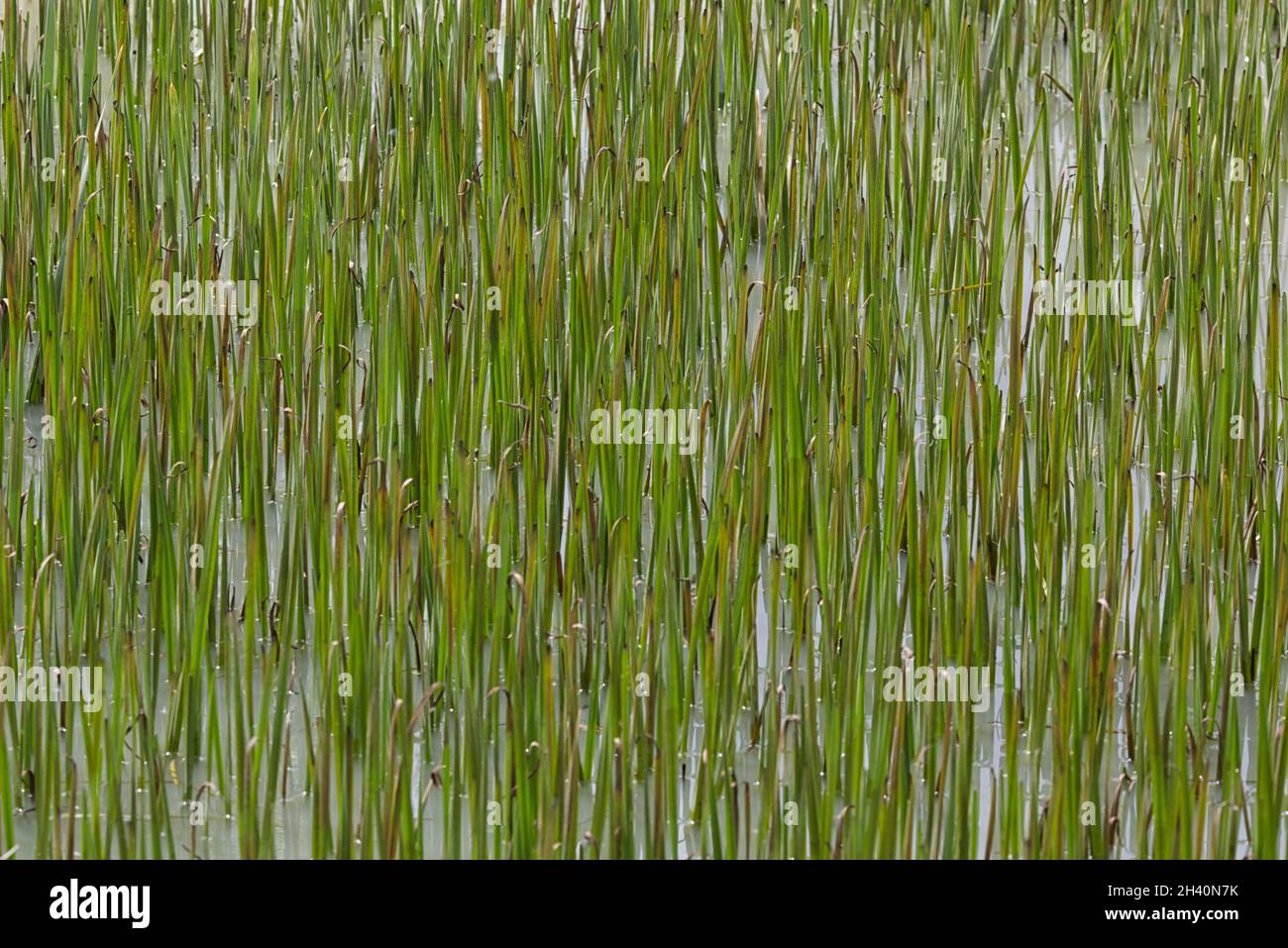 Grasses for ponds hi-res stock photography and images - Alamy