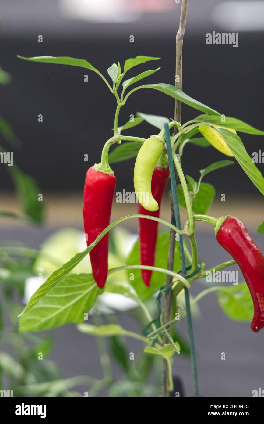 red chilli pepper Stock Photo - Alamy
