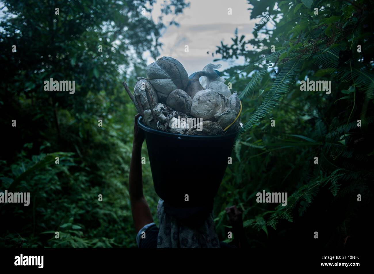 North Sumatra, Indonesia. 30th Oct, 2021. A farmer carries rubber ...