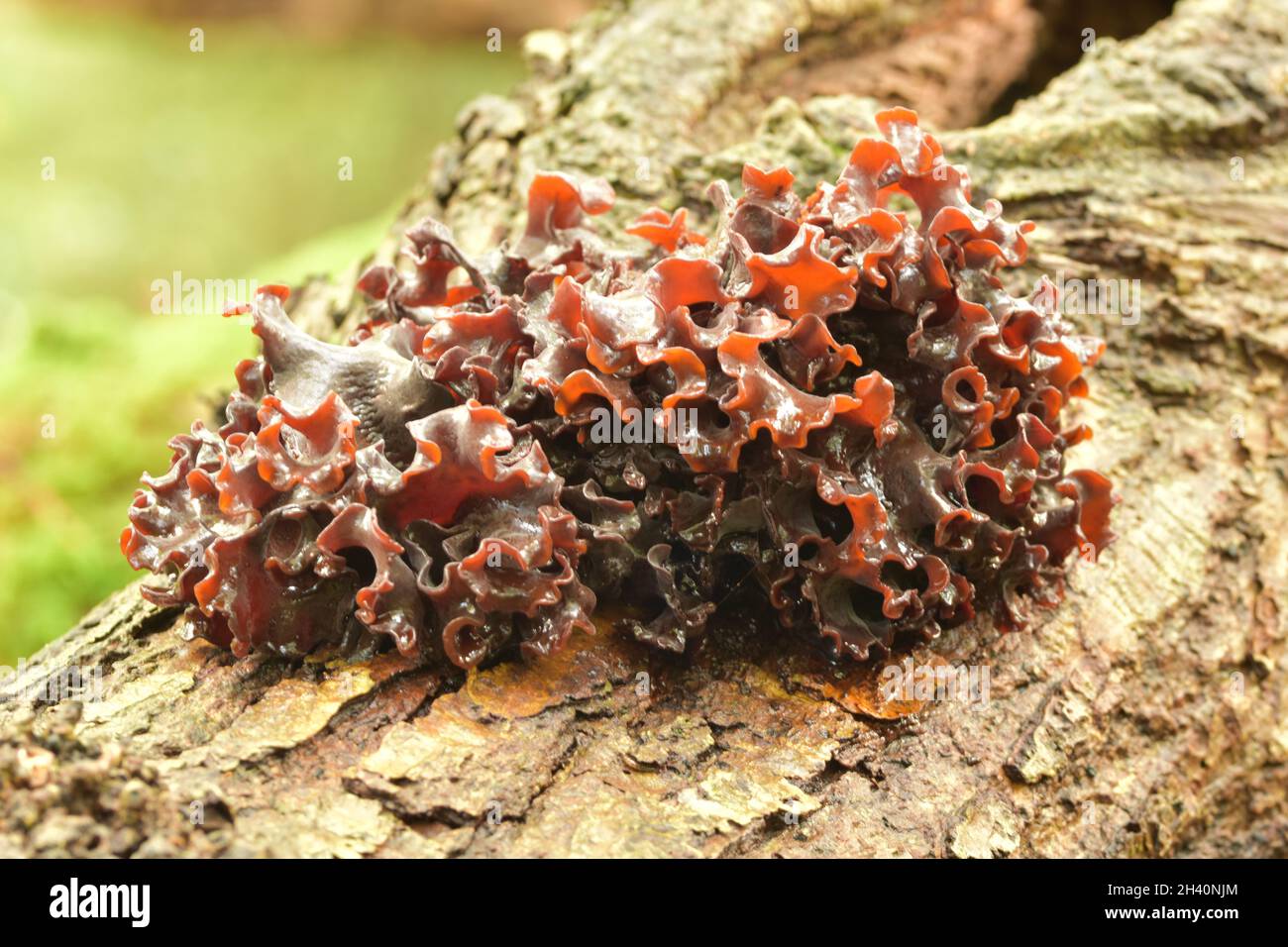 Leafy brain fungus red brown Stock Photo - Alamy