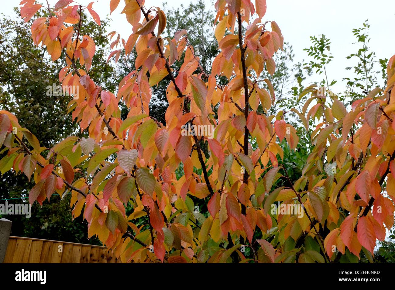 cherry tree showing golden leaves in canterbury,kent,uk,october 2021 ...