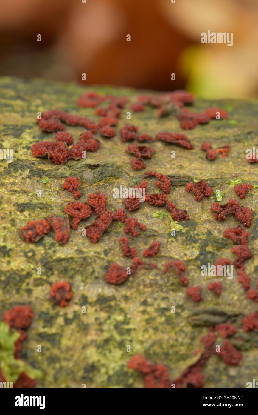 Red slime hi-res stock photography and images - Alamy