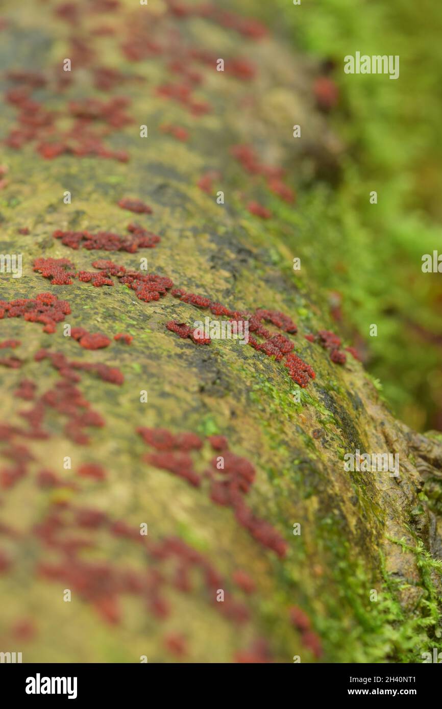 Red slime mould Stock Photo - Alamy