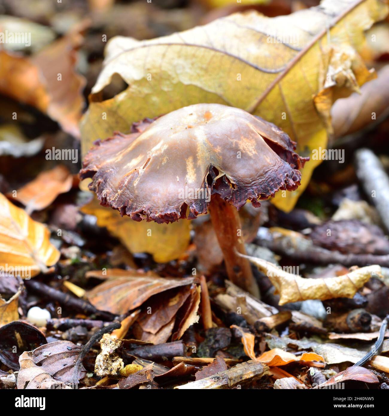 Sunlight on the Autumn Fruiting Fungi Stock Photo - Alamy