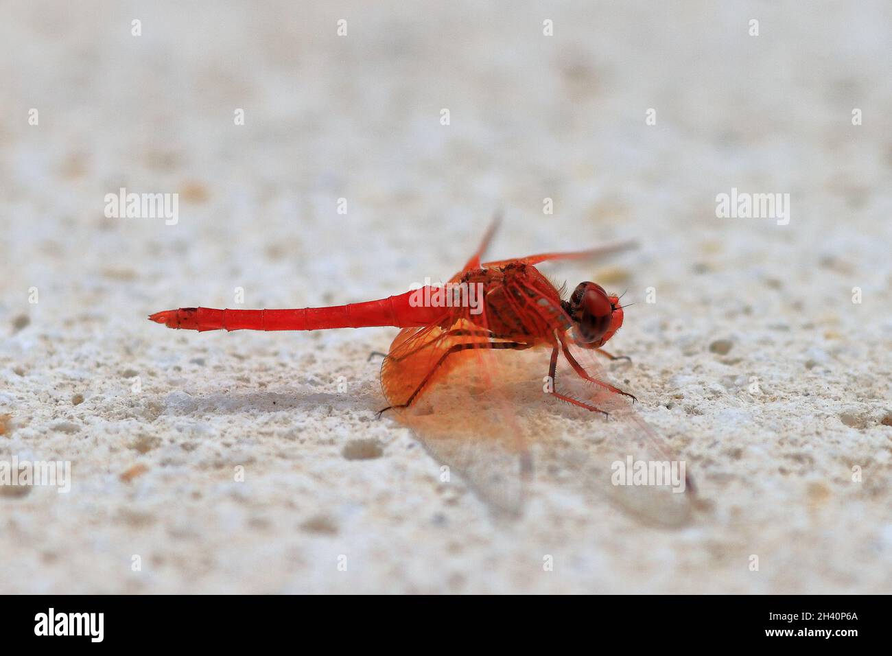 Scarlet rock glider hi-res stock photography and images - Alamy