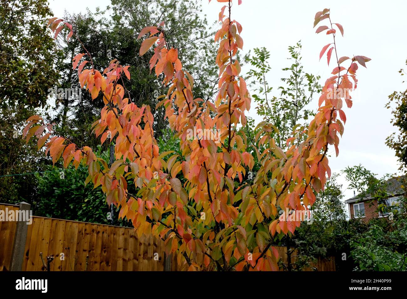 cherry tree showing golden leaves in canterbury,kent,uk,october 2021 ...