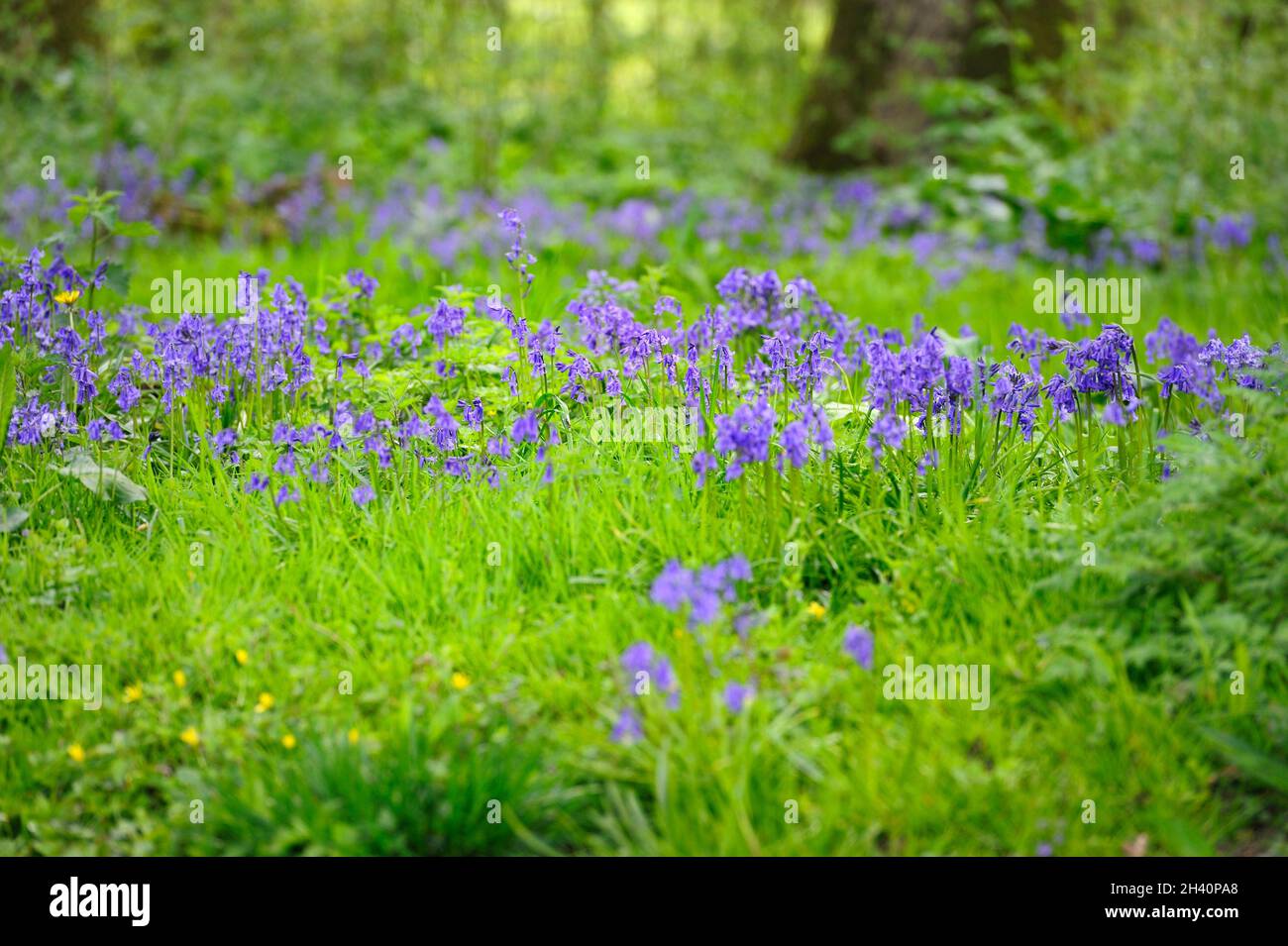 Isolated Bluebell in the Summer Stock Photo - Alamy