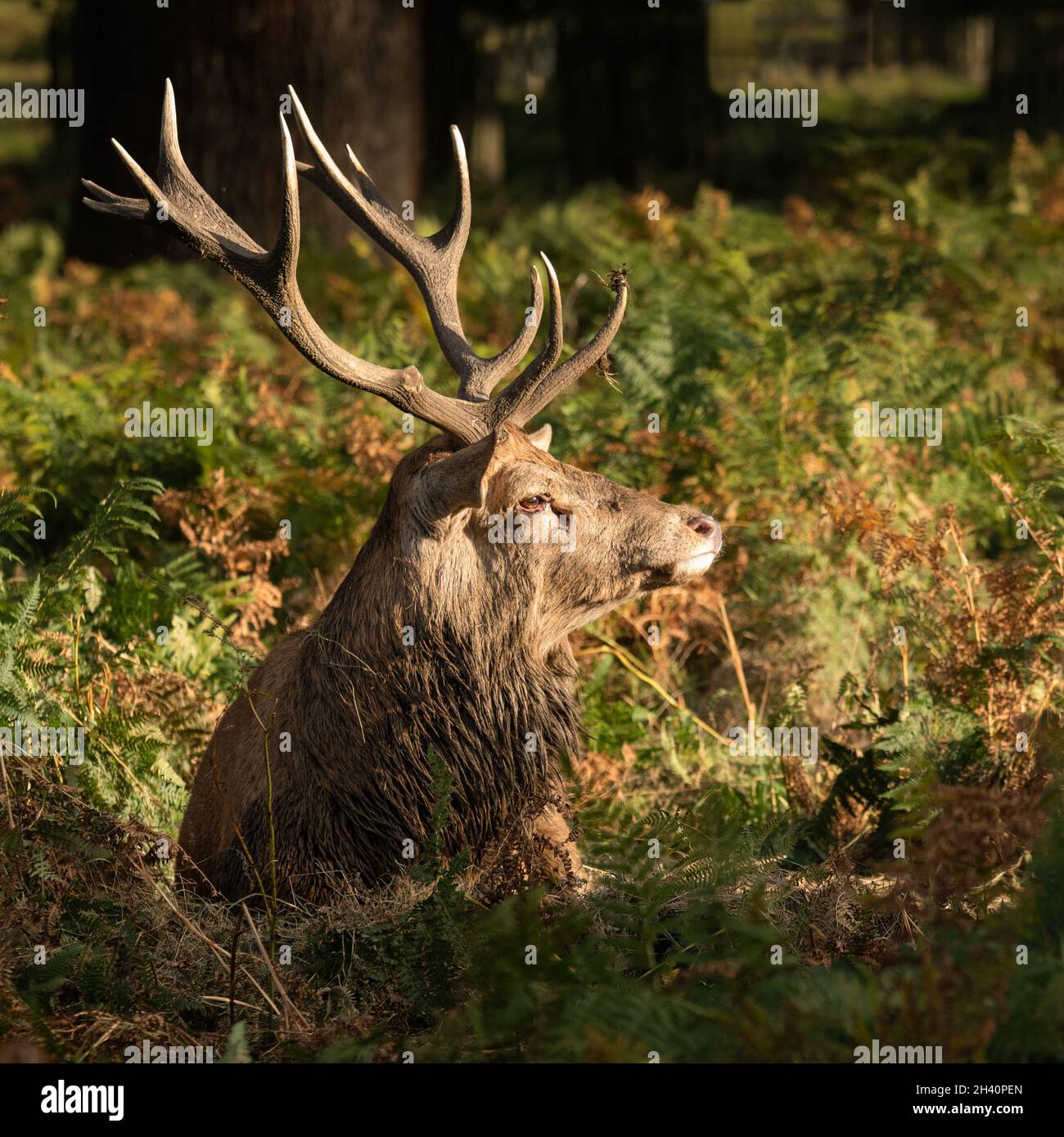 Red Deer Stag in Bracken, Bellowing Stock Photo - Alamy