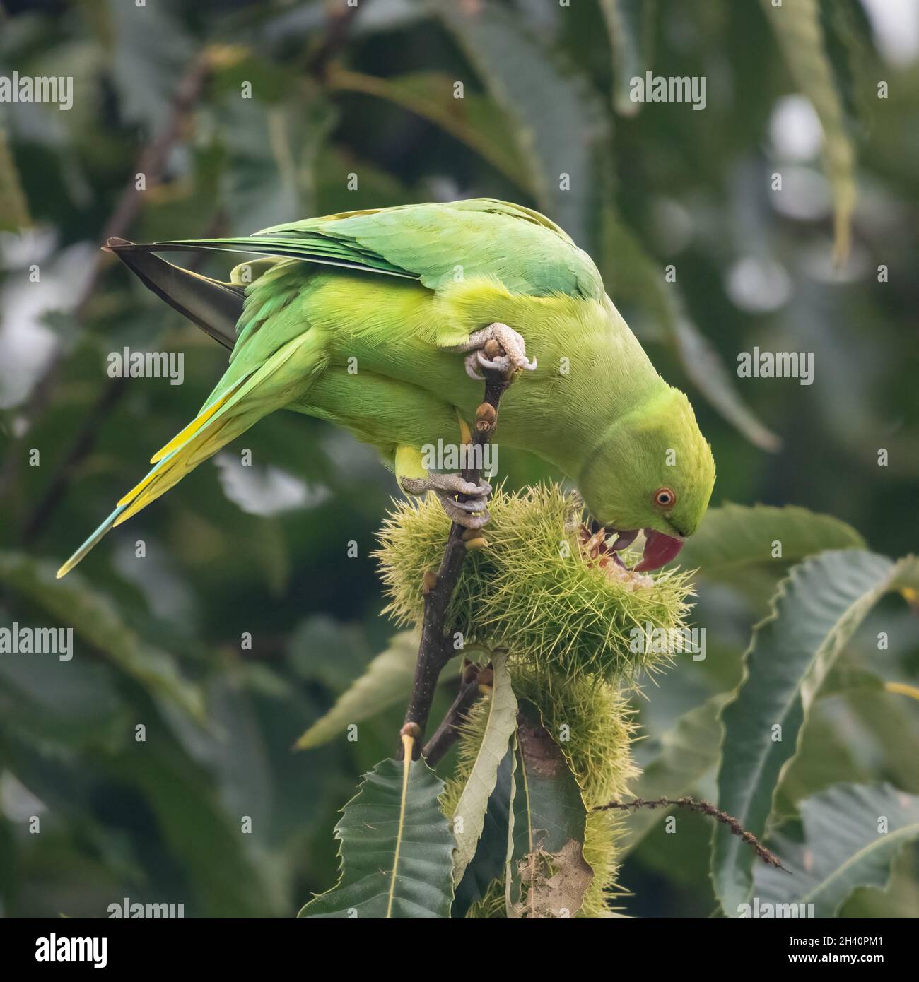 Ring-necked Parakeet, Bushy Park, London Stock Photo - Alamy