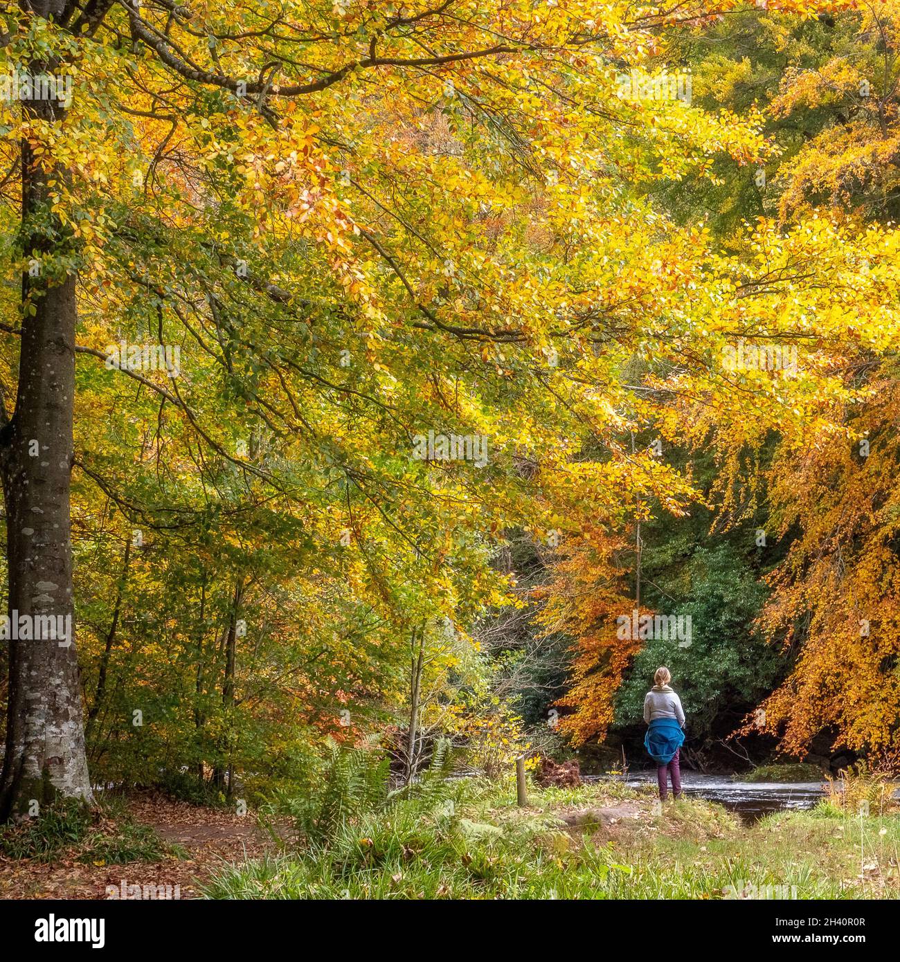 Allen trees hi-res stock photography and images - Alamy