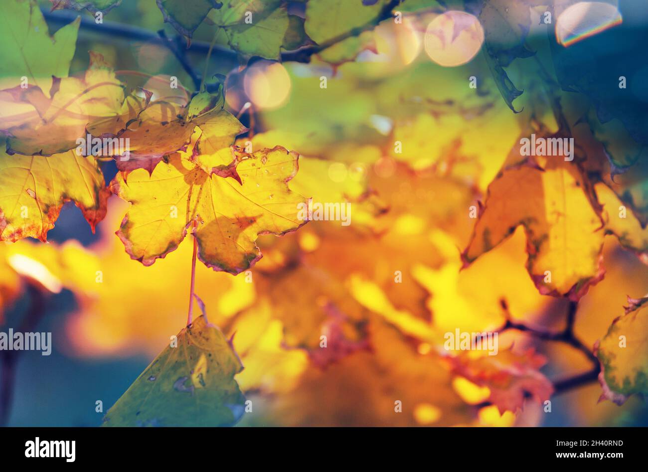 Soft leaves hi-res stock photography and images - Alamy
