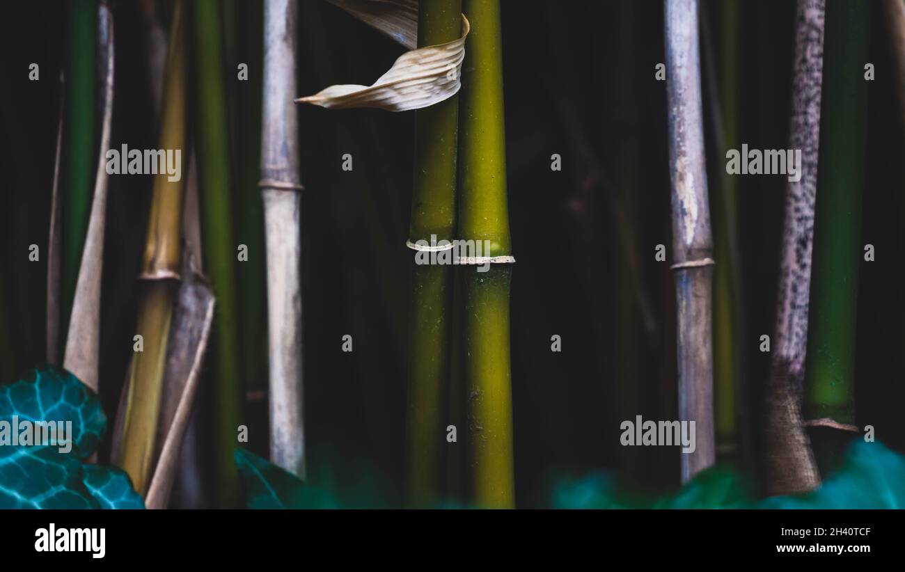 Tall bamboo growth hi-res stock photography and images - Alamy