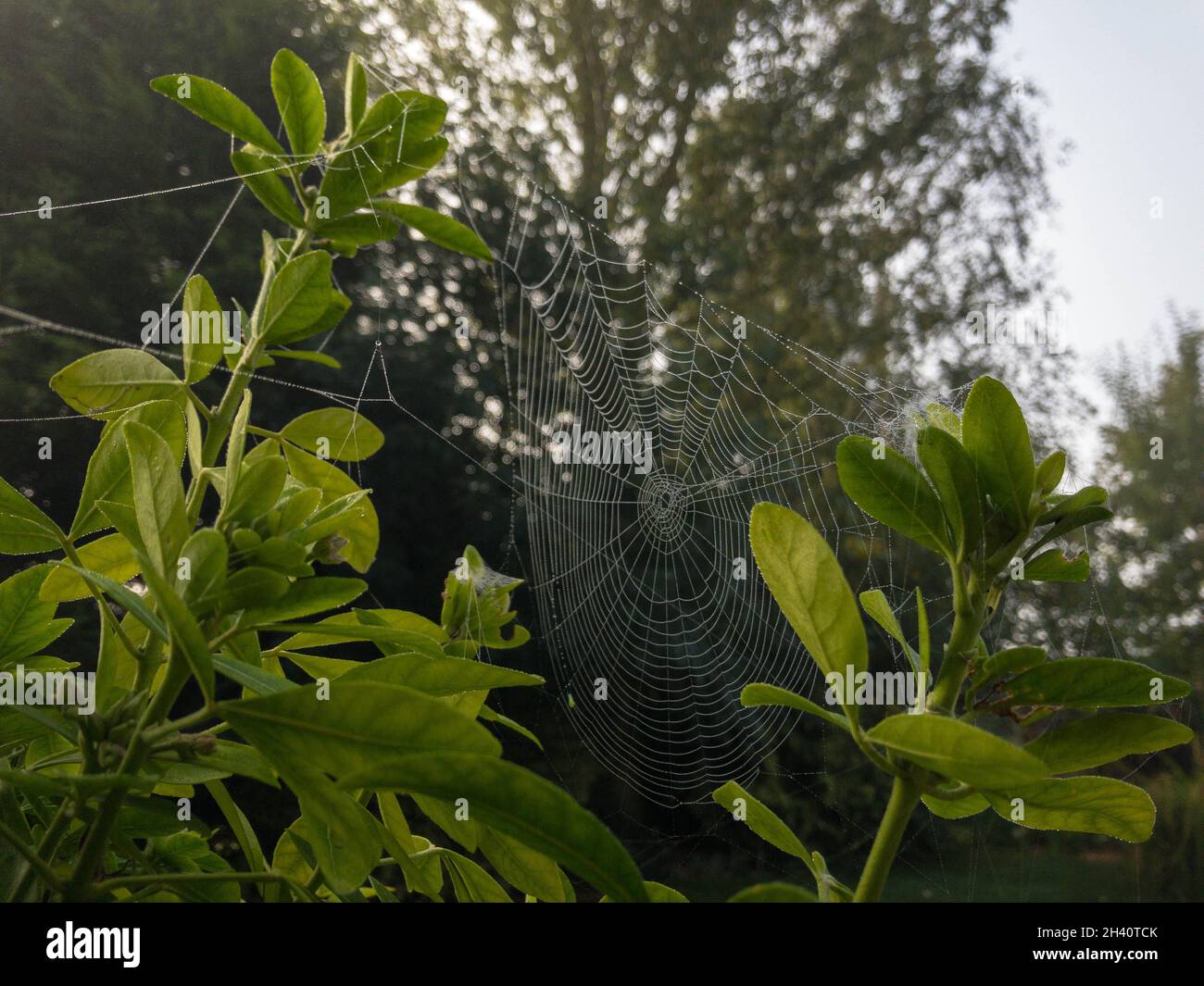 Sunlight catches a spider web on a tree on a morning with a heavy dew ...