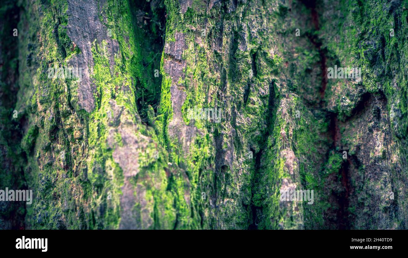 Narrow depth of field closeup of the bark of an old oak tree with ...