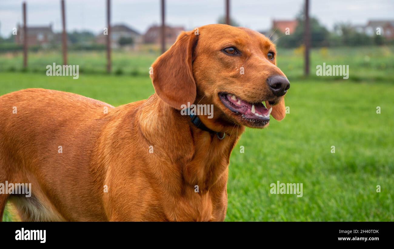Dogscanner Is Your Dog A Serbian Tricolour Hound