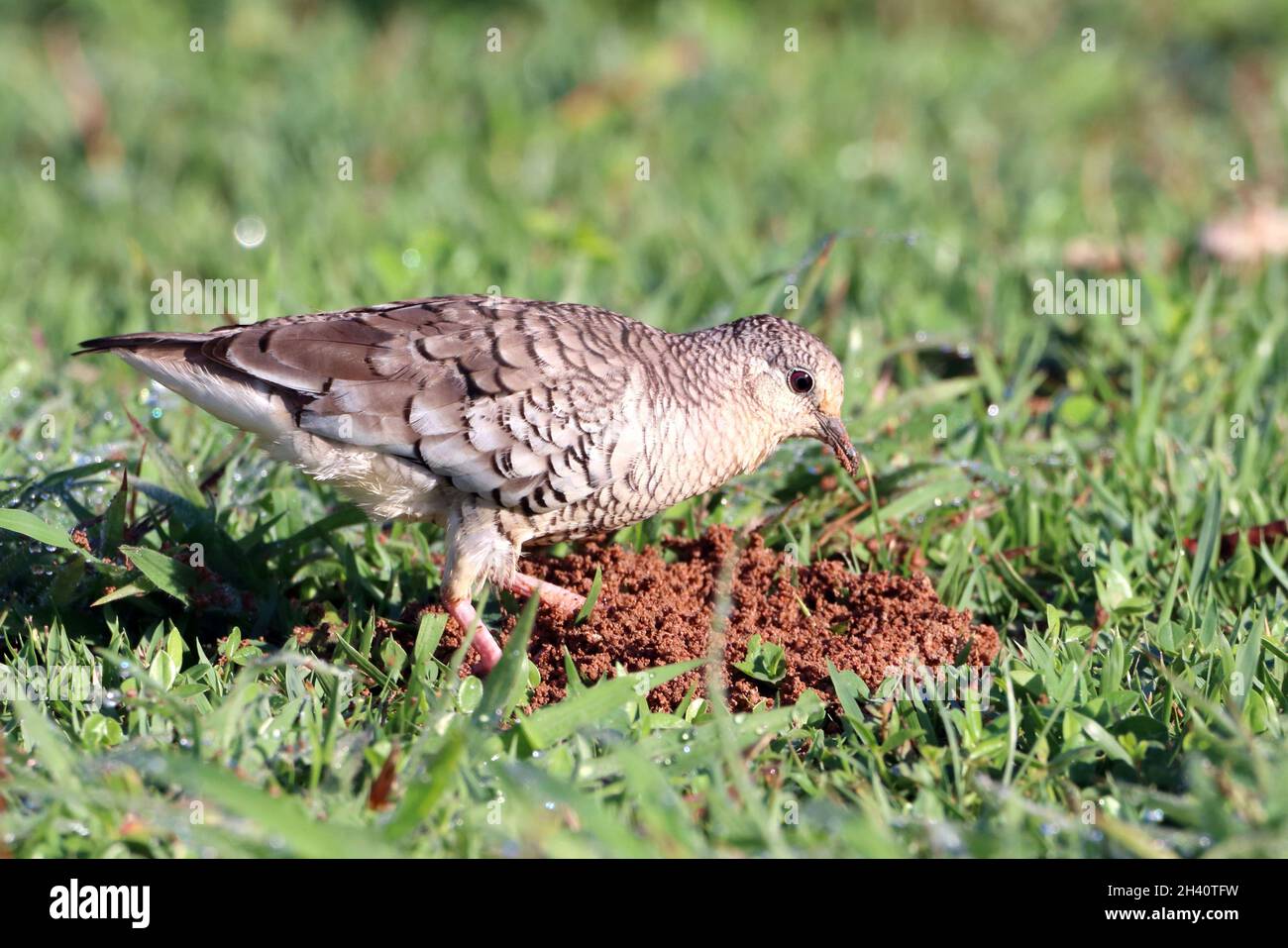 Scaled Dove (Columbina squammata) isolated on the ground, feeding in an ...