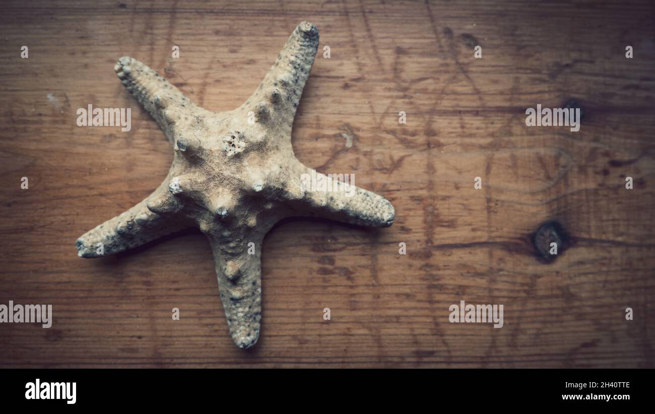 Starfish skeleton fossil on a rustic wooden surface top down view Stock ...