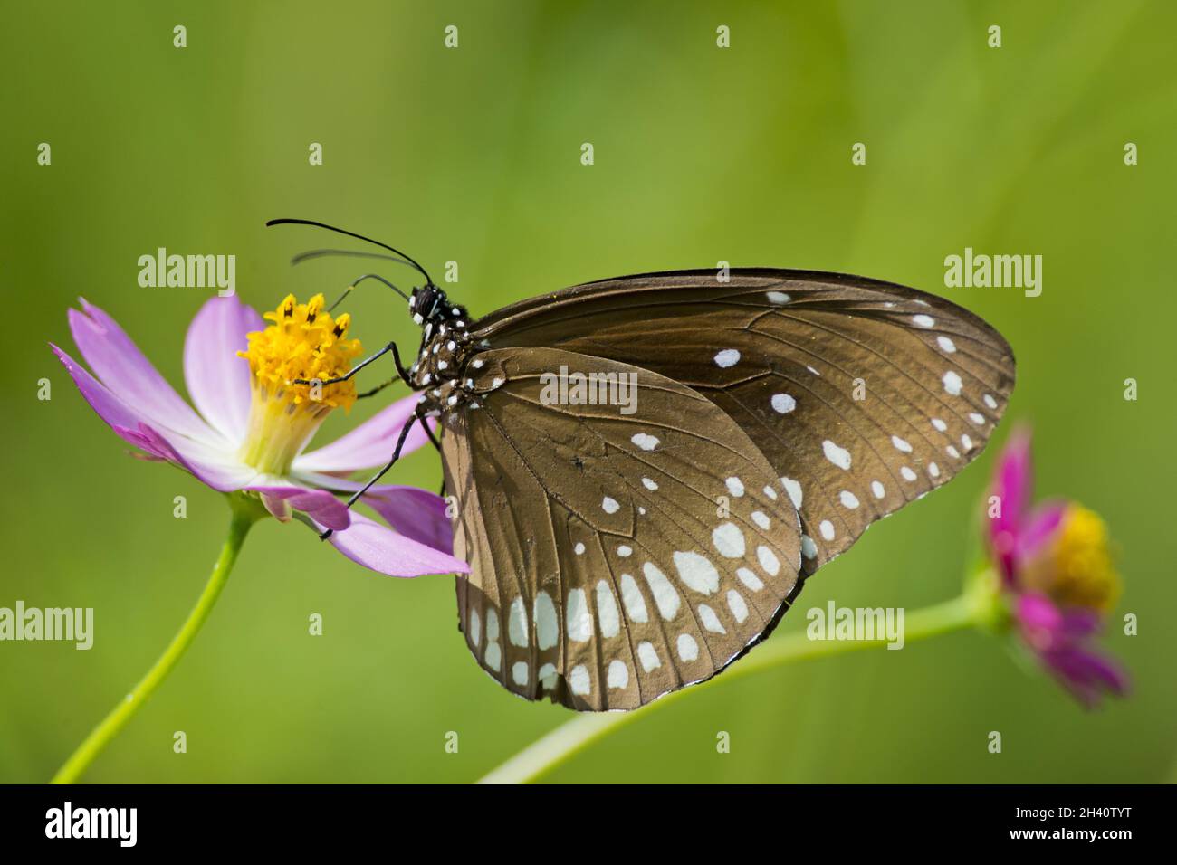 Common Crow Butterfly on a Flower Stock Photo - Alamy