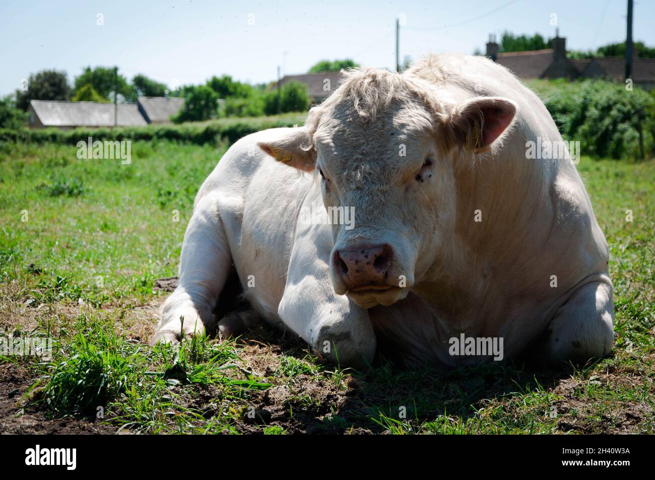 Contented farm animal hi-res stock photography and images - Alamy