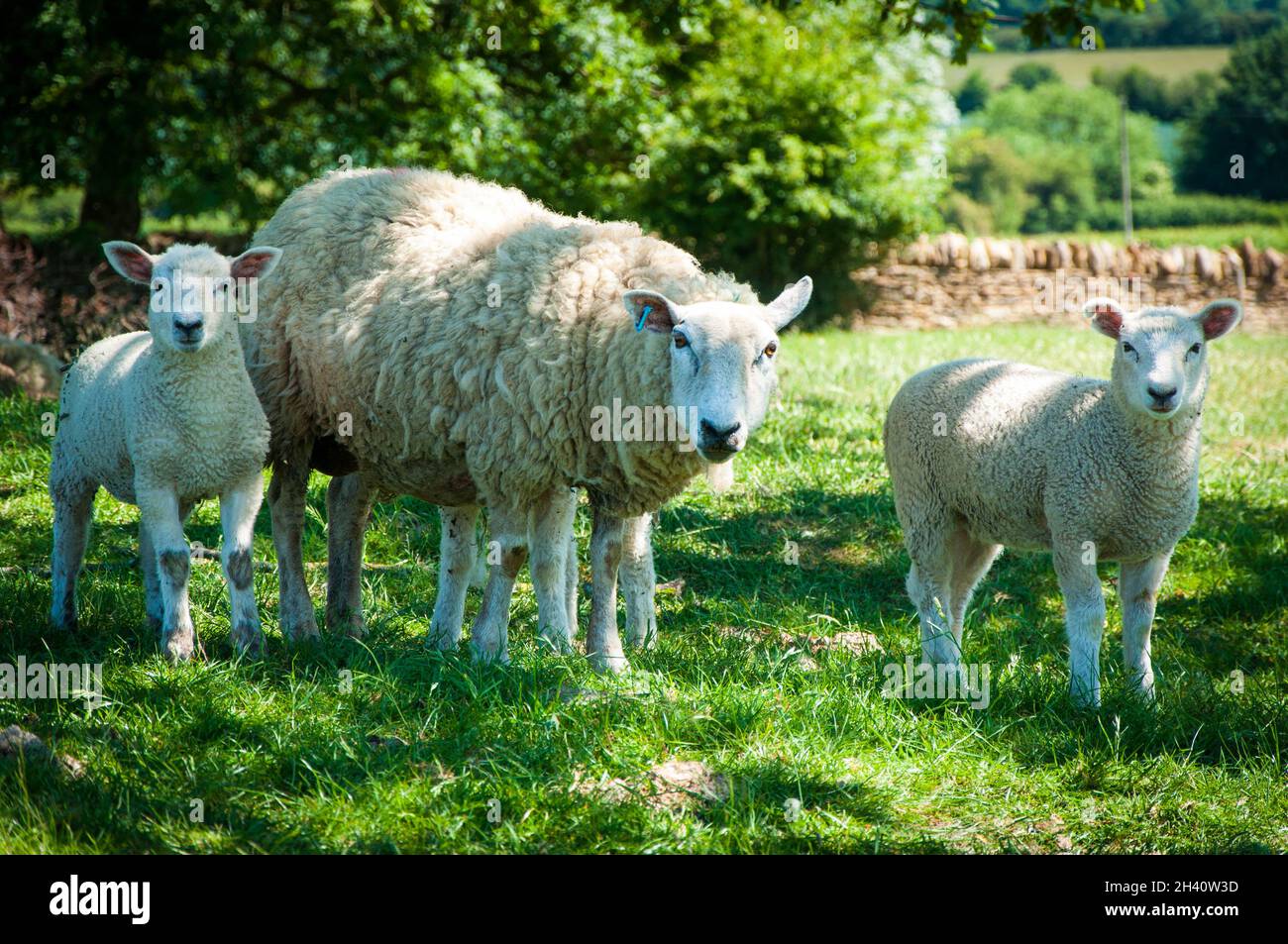 A ewe and two spring lambs in front of a stone wall look toward the ...