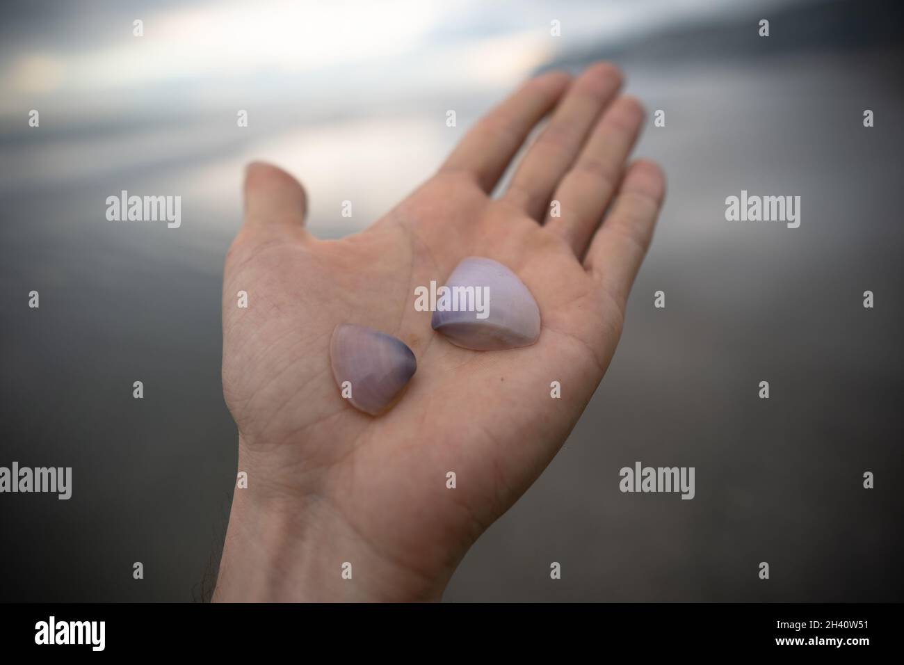 purple sea shells on the palm Stock Photo - Alamy