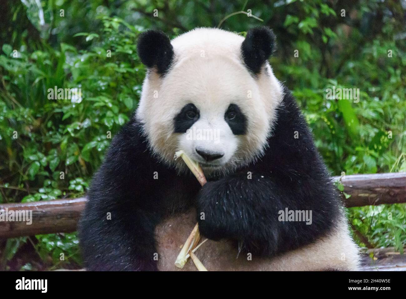 Giant Panda eating Stock Photo - Alamy