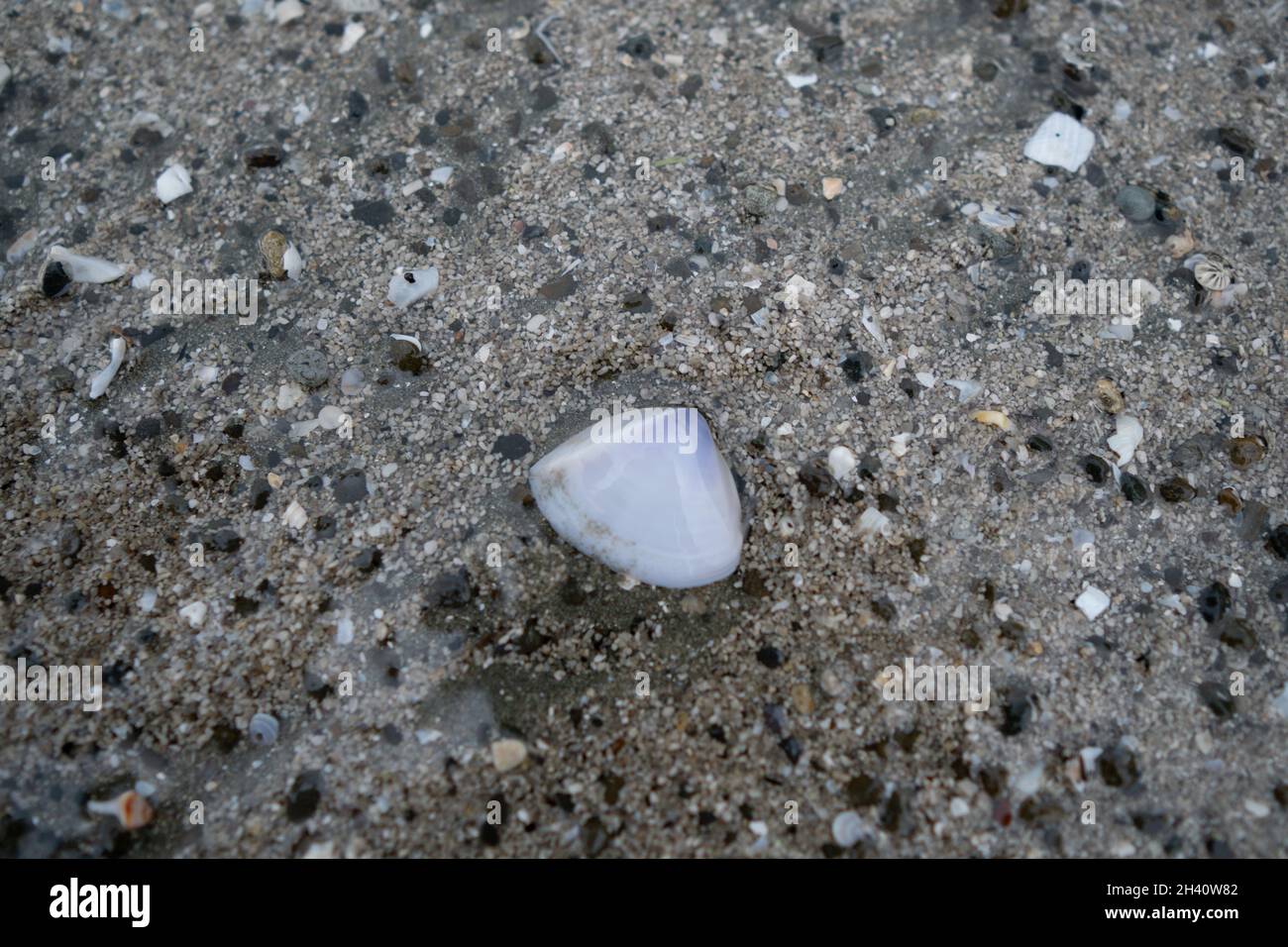 Purple shells hi-res stock photography and images - Alamy