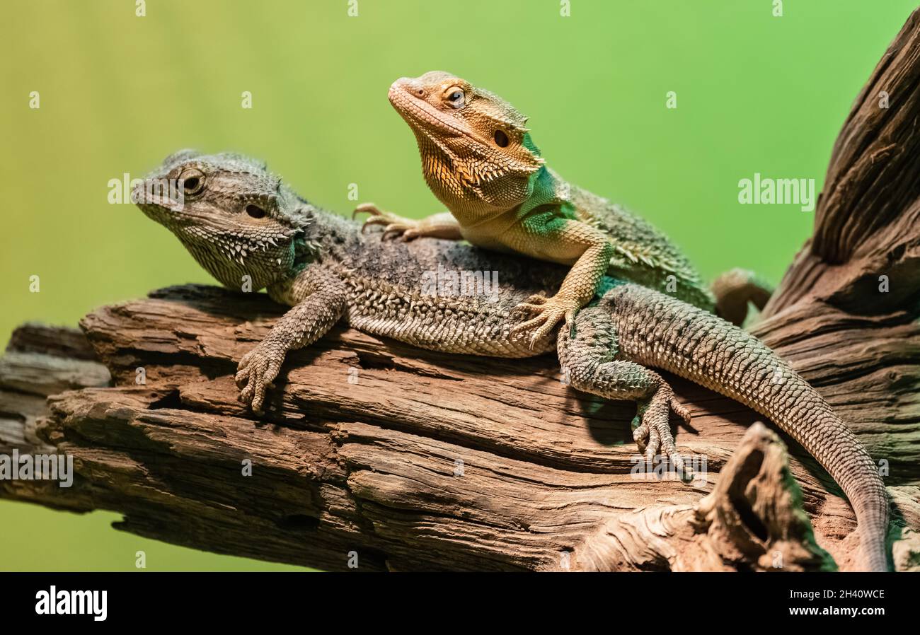 Wild bearded dragon hi-res stock photography and images - Alamy