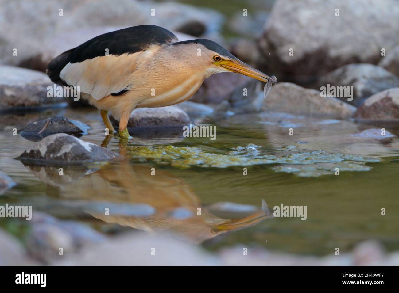 An adult male Little Bittern (Ixobrychus minutus) feeding on tadpoles ...