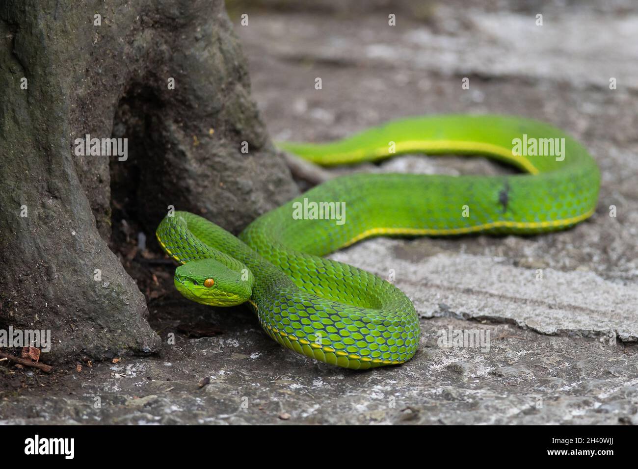 Green pit viper snake hi-res stock photography and images - Alamy
