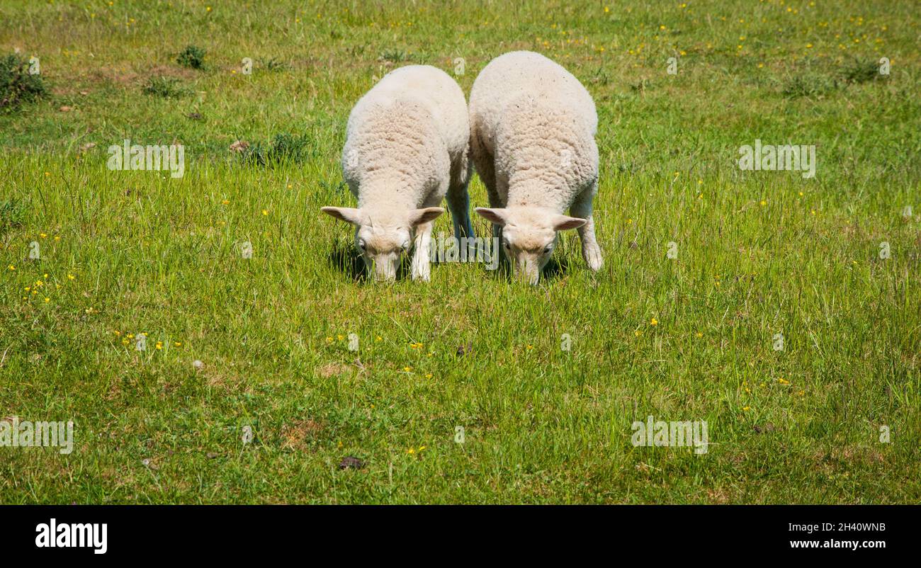 Two lambs in a field close together Stock Photo - Alamy
