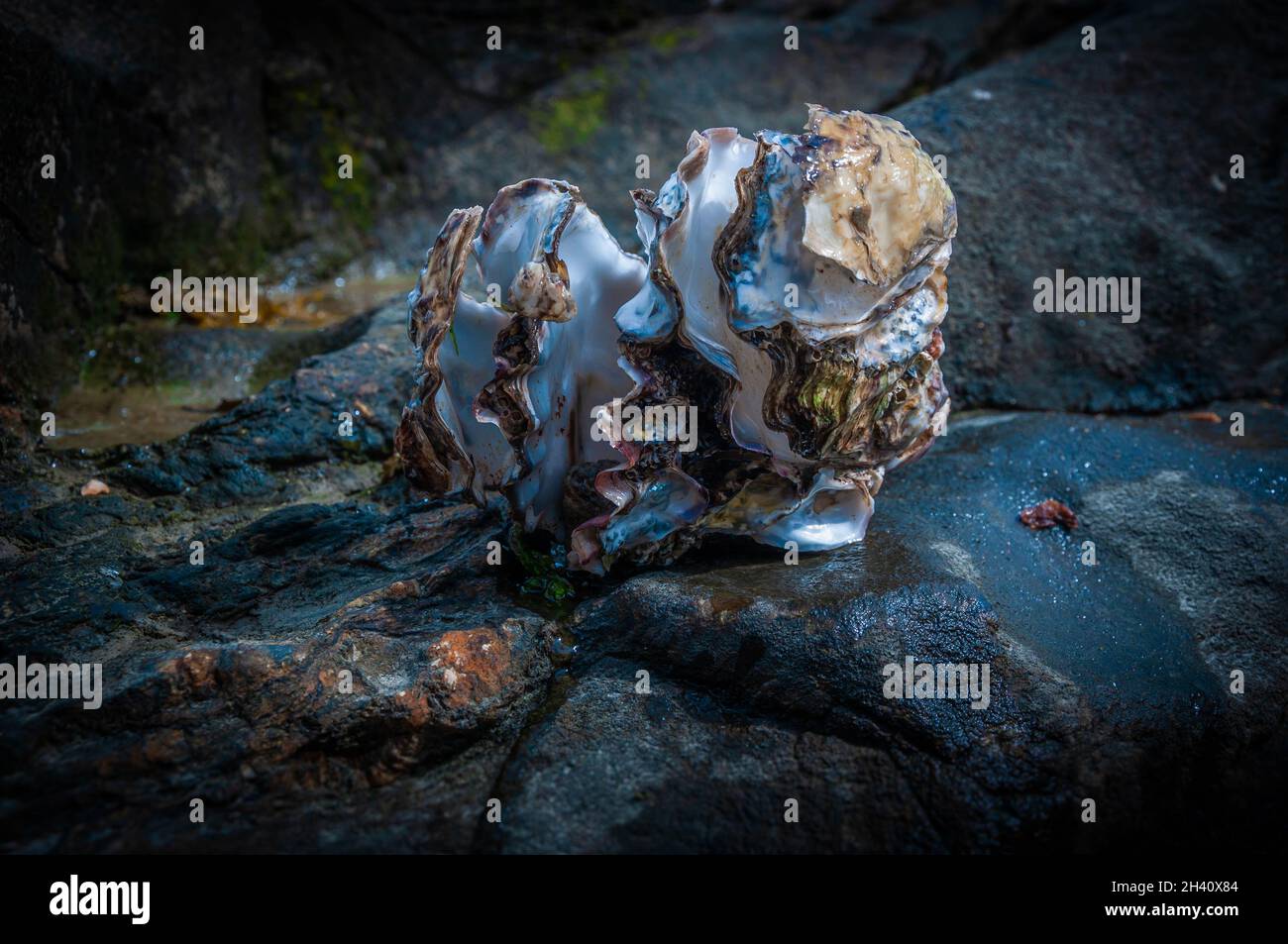 Three oyster shells hi-res stock photography and images - Alamy