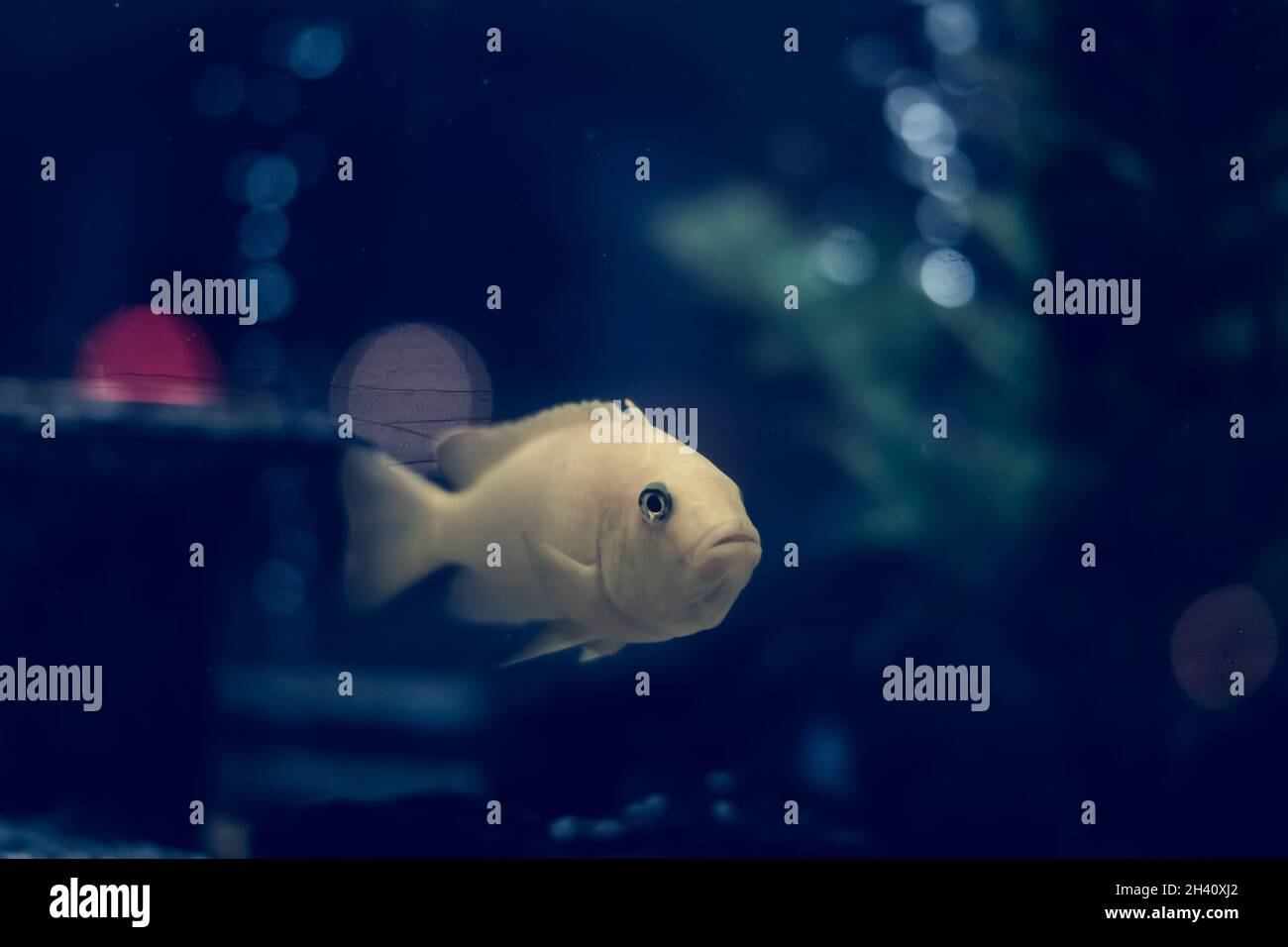 Dark blue night background. Water aquarium, small fish swim look at ...