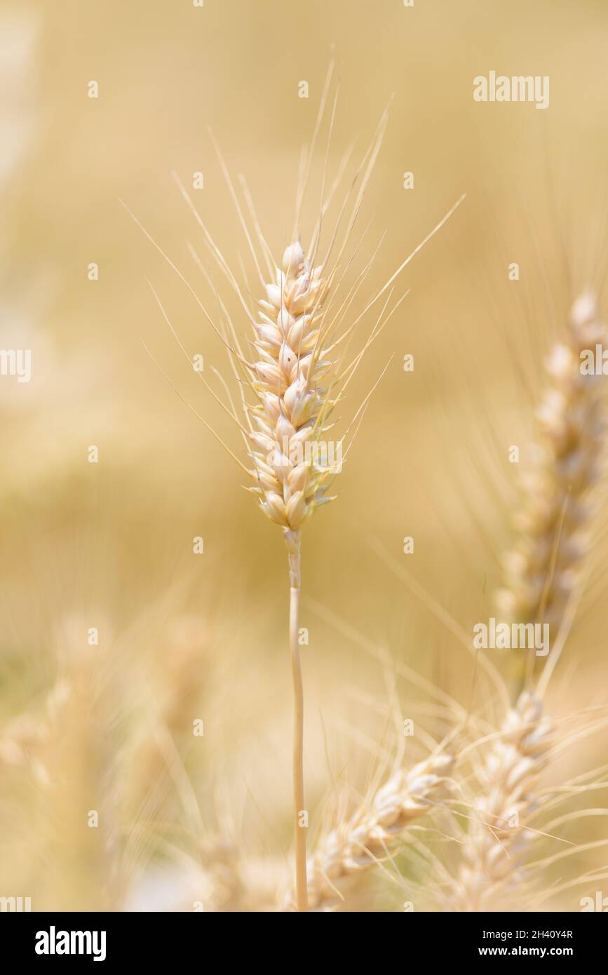 Spike of Wheat Stock Photo - Alamy